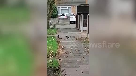 UK woman captures dramatic fight between 'psycho' rat and two magpies ...