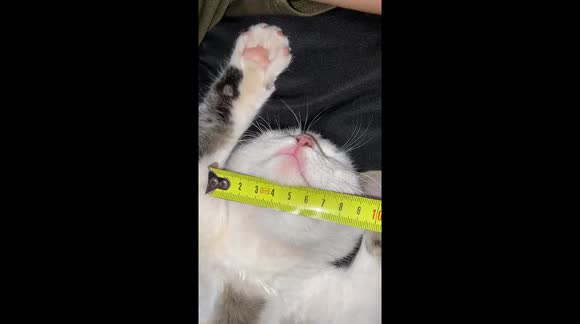 Ukrainian soldier builds adorable cat flap checkpoint for his rescued ...