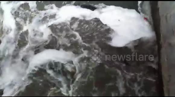 Long python violently dragged by water vortex gets rescued by passerbys ...