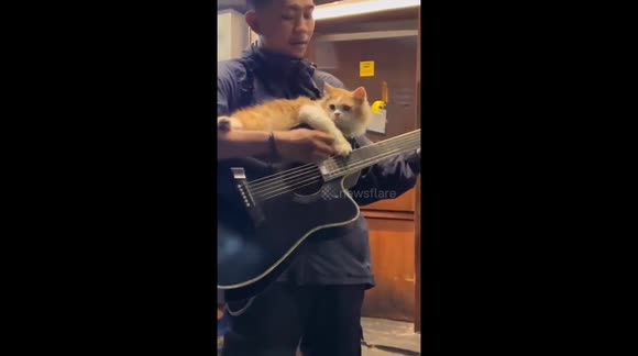 Lazy cat ignores owner's tuneless singing to chill on top of his guitar ...