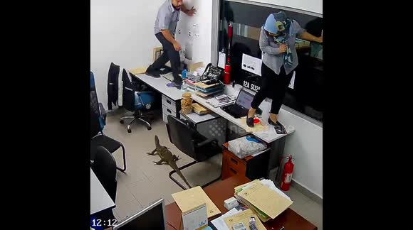 Massive lizard causes havoc at office, scares employees - Buy, Sell or ...