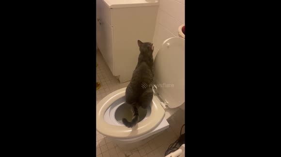 Hilarious cat takes potty training to new heights and uses bathroom ...
