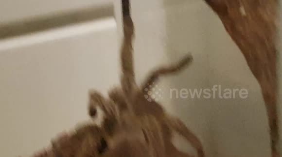 Trantula Spider species was huge in size and still growing so will get ...