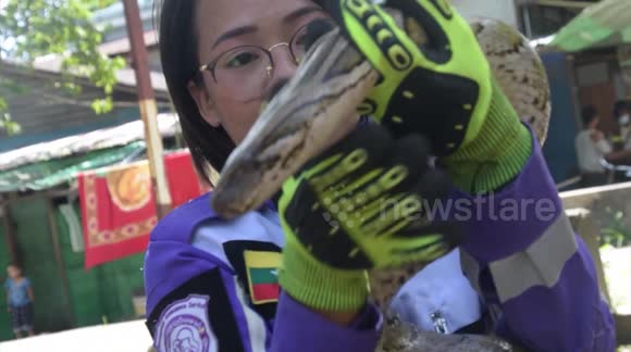 Talented female snake catcher tames 10ft long python inside family’s ...