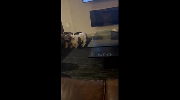 Three French Bulldogs play a silly game of tag and make the cutest ...