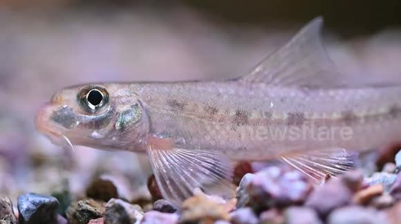 New species of freshwater fish discovered in China - Buy, Sell or ...