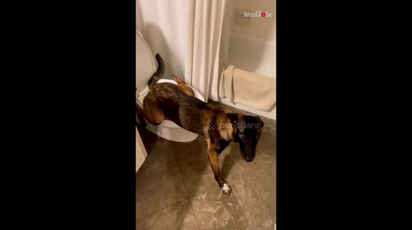 A smart dog learned how to use the toilet ! - Buy, Sell or Upload Video ...