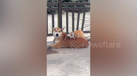 Cute scene as cats huddle together on dog's back - Buy, Sell or Upload ...