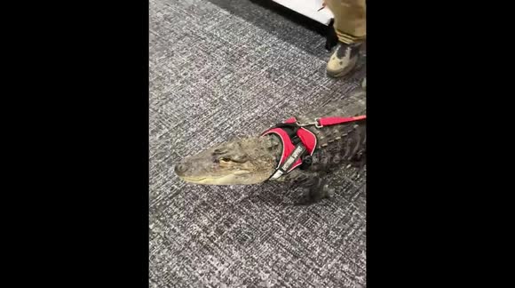 Monitor Lizard Pet On Leash