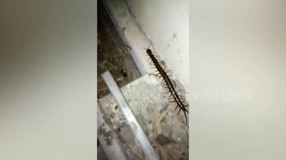 Shocked owner finds scary giant centipede in his kitchen in Myanmar ...