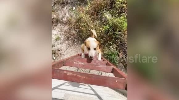 Ingenious dog manages to climb up ladder after getting stuck in ...