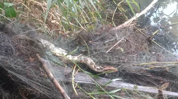 10 feet long python was caught in the fishing net in India. - Buy, Sell ...