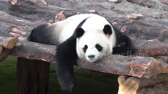 Two giant pandas from China are winning hearts of Qataris in a first ...
