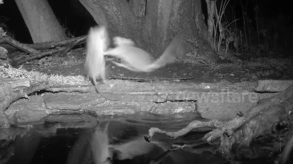 Rat captured delivering karate kick to opponent in Yorkshire artist's ...