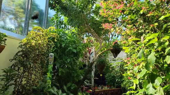 The Key West Butterfly and Nature Conservatory in the Florida Keys ...