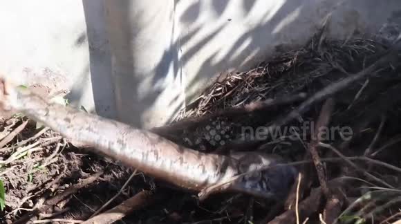Monstrous 15ft python found by shocked locals planting banana trees in ...