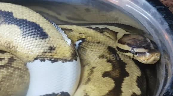 Water Python Snake likes to keep wet in the water bowl and cool down ...