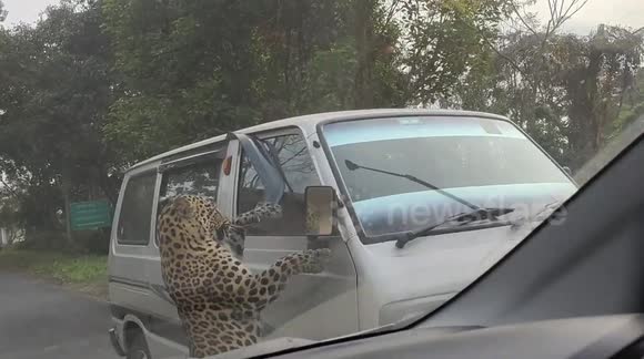Dramatic video shows leopard who injured 13 people attacking van with ...