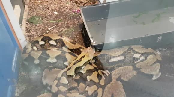 Burmese Python was a enormous size snake and must weigh loads to even ...