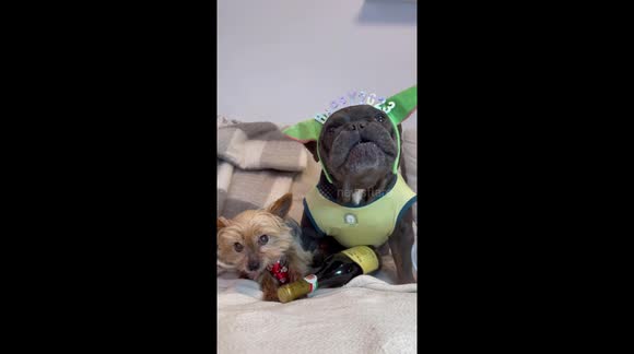 French Bulldog and 15 years old Yorkie are sleeping together after New ...