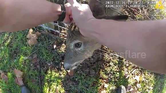 US police sergeant saves young deer stuck in fence - Buy, Sell or ...