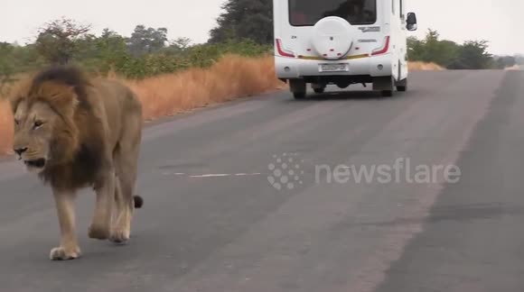 Footage of a worried lion calling for the rest of his pride - Buy, Sell ...