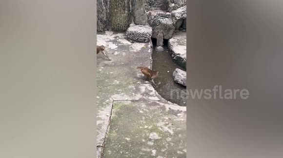 Monkey catches mouse stealing its food in China - Buy, Sell or Upload ...
