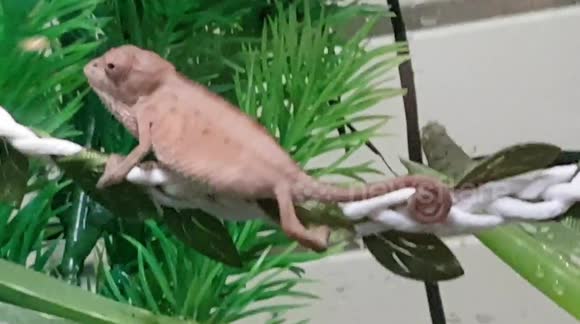 Chameleons were Tiny size and looked adorable and super cute little lizard reptile animals - Buy ...