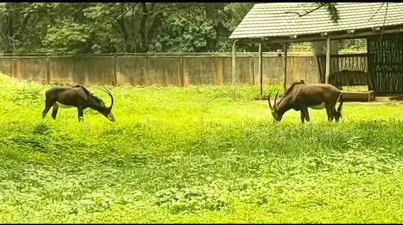 SABLE Bucks in Captivity in Pretoria Zoological Gardens South Africa ...