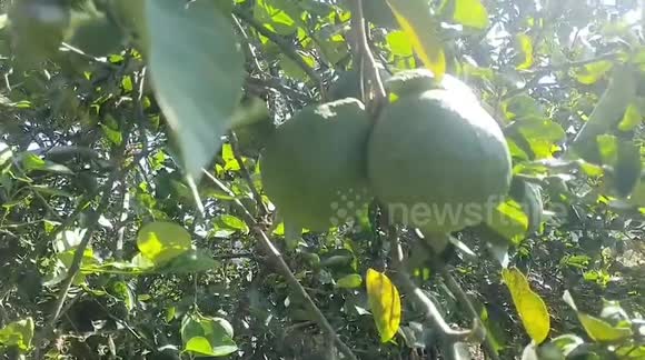 Giant fist-sized limes growing in orchard delights locals in Thailand ...
