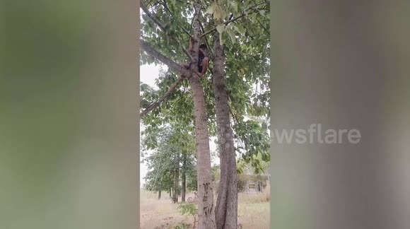 Loving pet owner climbs up tree to rescue trapped cat - Buy, Sell or ...
