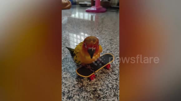 Talented pet parrot slides down DIY ramp on skateboard - Buy, Sell or ...