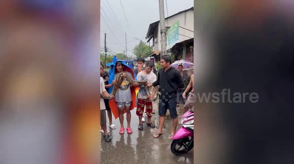 Residents Rescue Massive Wild Python Along Flooded Drain During Storm In The Philippines Buy 