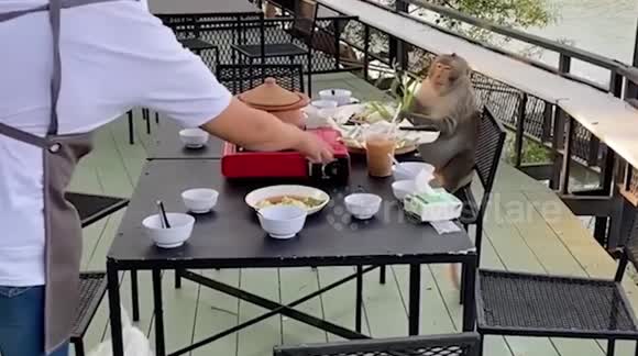 Furry customer eats leftover lunch at restaurant in Thailand - Buy ...