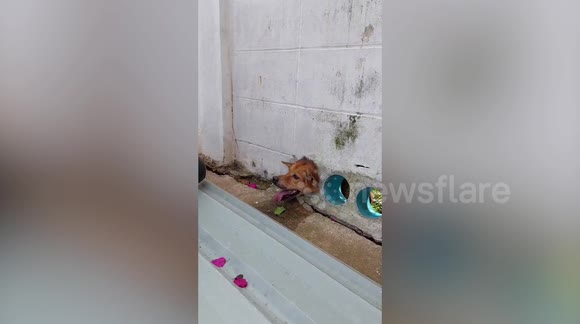 Hapless stray dog with head stuck in plastic pipe rescued in Thailand ...
