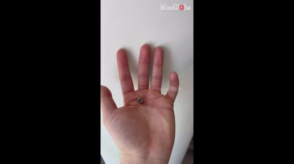 Reptile breeder uses gift of transition to show the life cycle of a ...