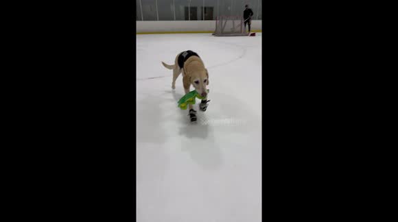 The world's first ice-skating dog hits the rink while carrying his ...