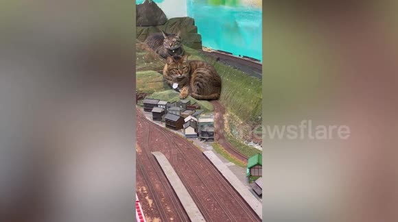 Bossy pet cat blocks toy train and swipes it away while resting on ...
