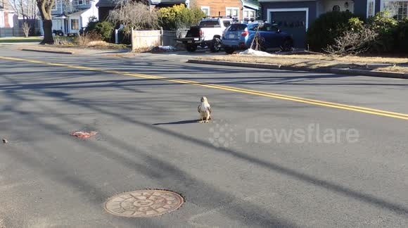 Red-tailed Hawk Stopping Traffic To Scrape Roadkill From Street And Fly ...