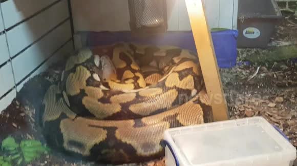Rericulated Python Snakes can grow to massive sizes and are long in ...