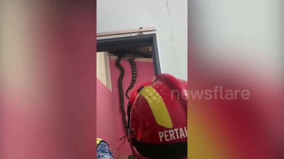 Must watch viral clip shows 2 giant pythons crashing through ceiling ...