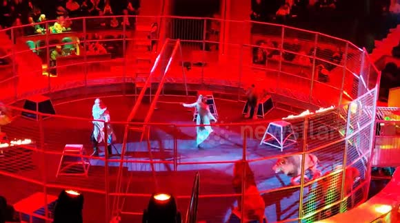 Terrifying scene as lion attacks trainer during circus performance in ...