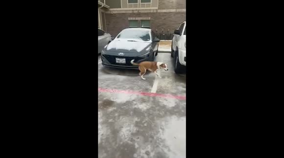 Excited dog slips across icy parking lot and crashes into a parked car ...