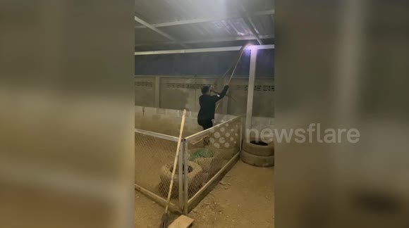 Massive 15ft long python caught in family's duck coop - Buy, Sell or Upload Video Content with ...