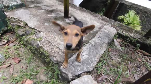 Two puppies were found abandoned in the forest in the Padang Cement ...