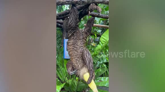 Hungry sloth hangs upside down while nibbling on sweetcorn - Buy, Sell ...
