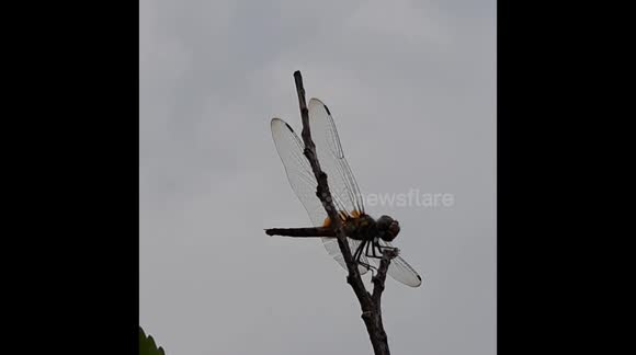 Small fly vs dragonfly . Small fly attack on sitting dragonfly in ...