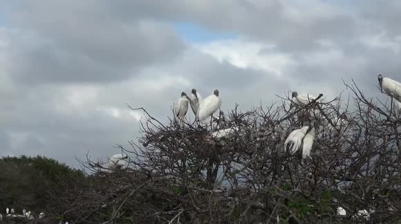 Wood Storks -- a Species that May Lose Endangered Status -- Nesting by ...