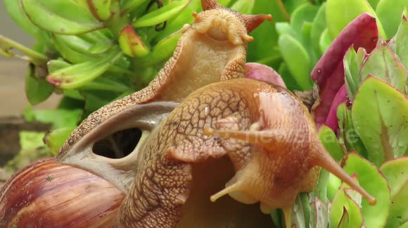 Close-up footage shows alien-like body features of the world's largest ...