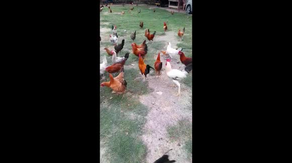 poultry farming in Odisha. Indian chicken farm . Desi Poultry Farming ...